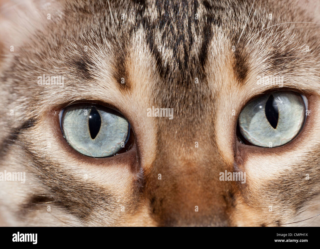 Cats eye close up hi-res stock photography and images - Alamy