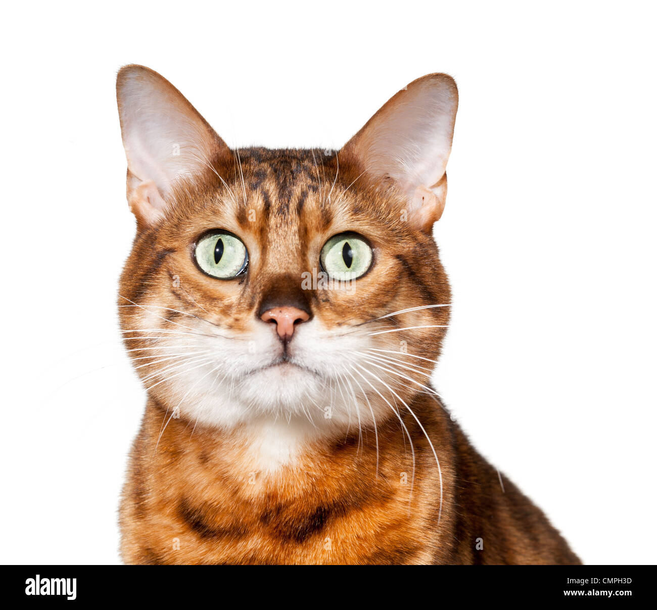 Cute bengal cat hi-res stock photography and images - Alamy