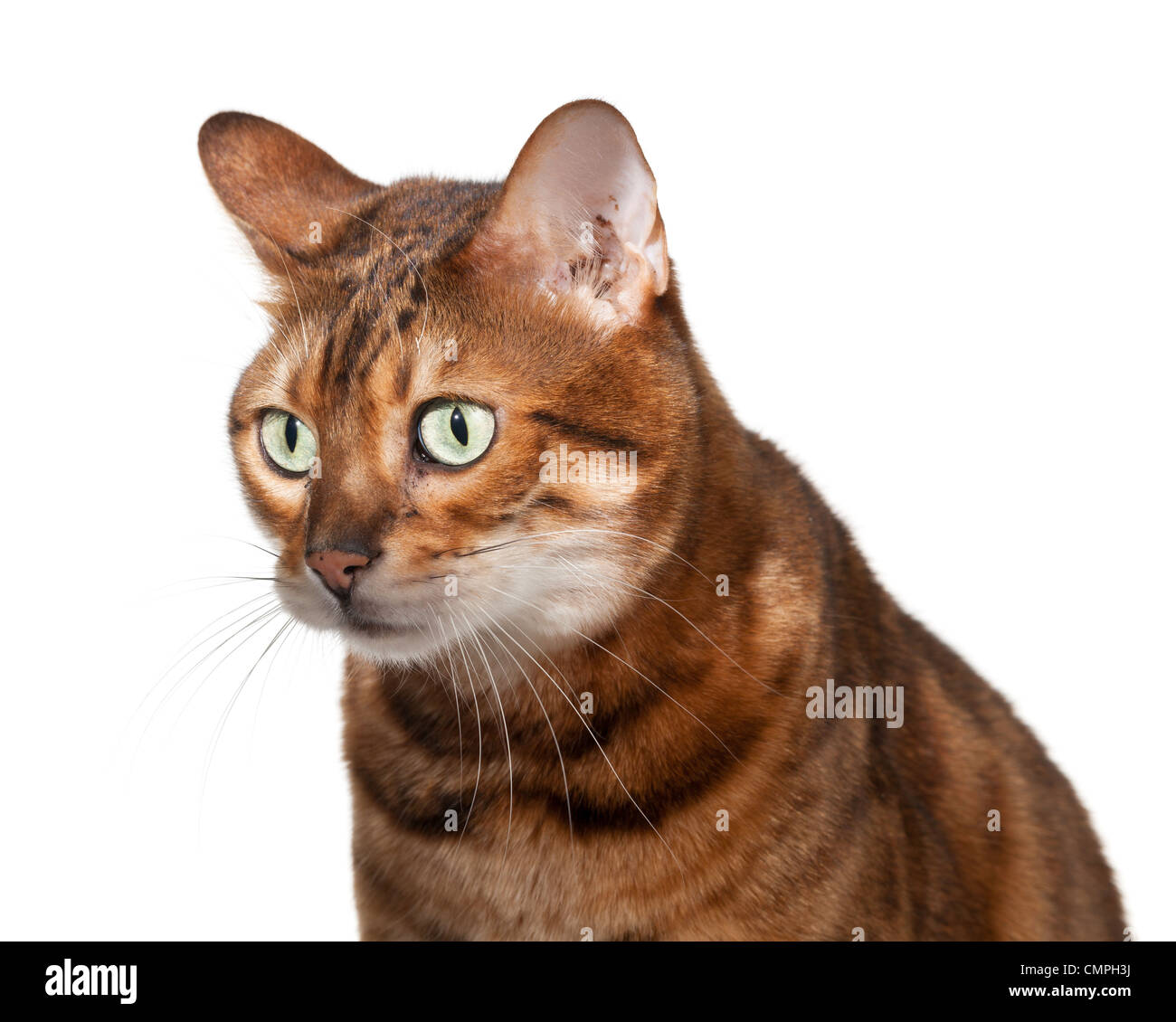 Shocked expression and cat hi-res stock photography and images - Alamy