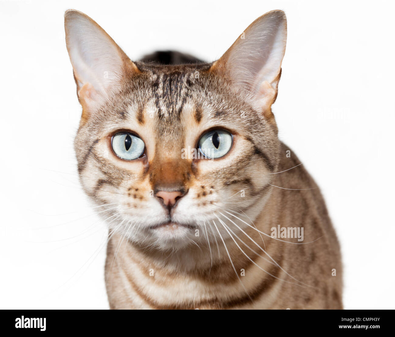 Shocked cat hi-res stock photography and images - Alamy