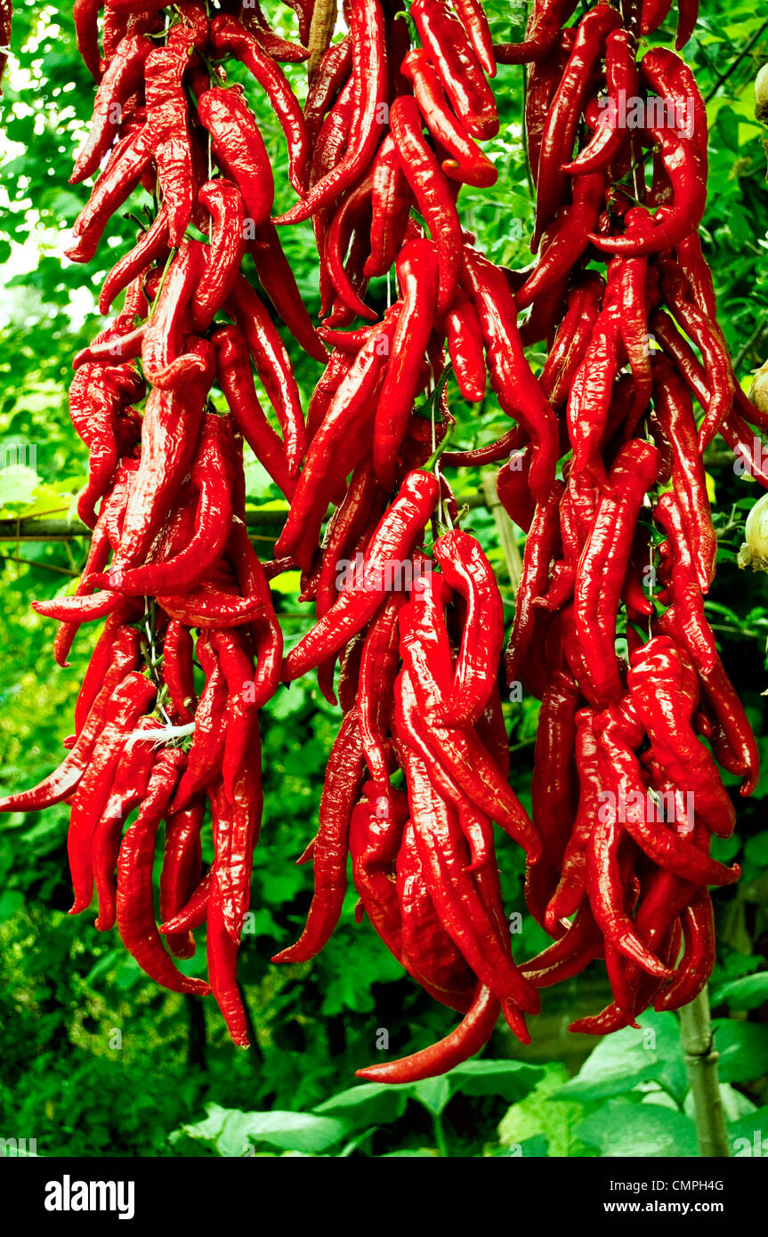 Red hot peppers background Stock Photo - Alamy