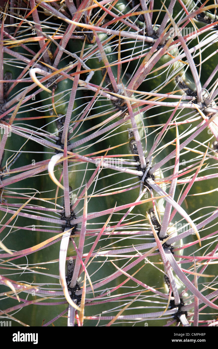 Closeup of fishhook barrel cactus spines Stock Photo - Alamy