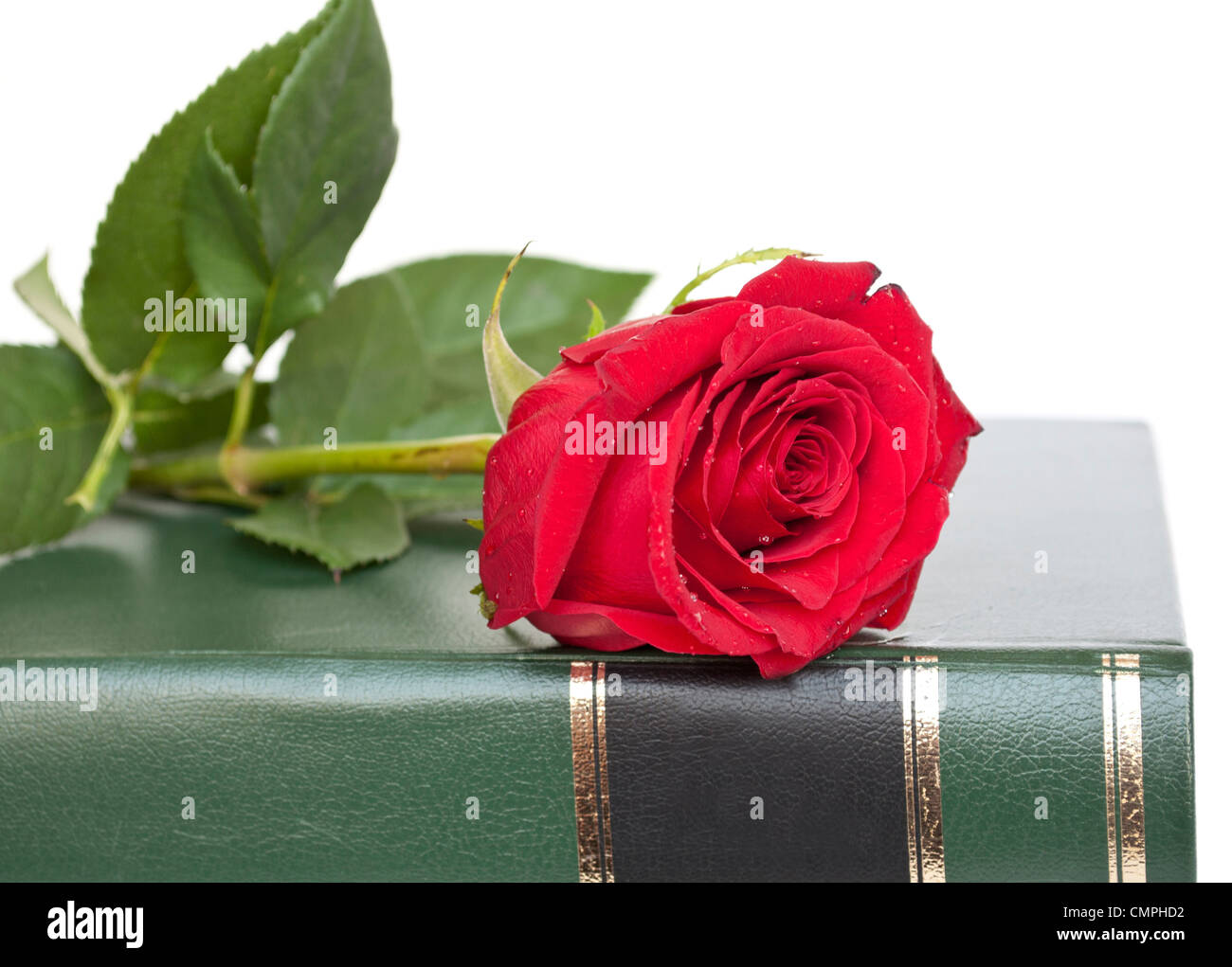 Beautiful red rose on the book isolated Stock Photo - Alamy