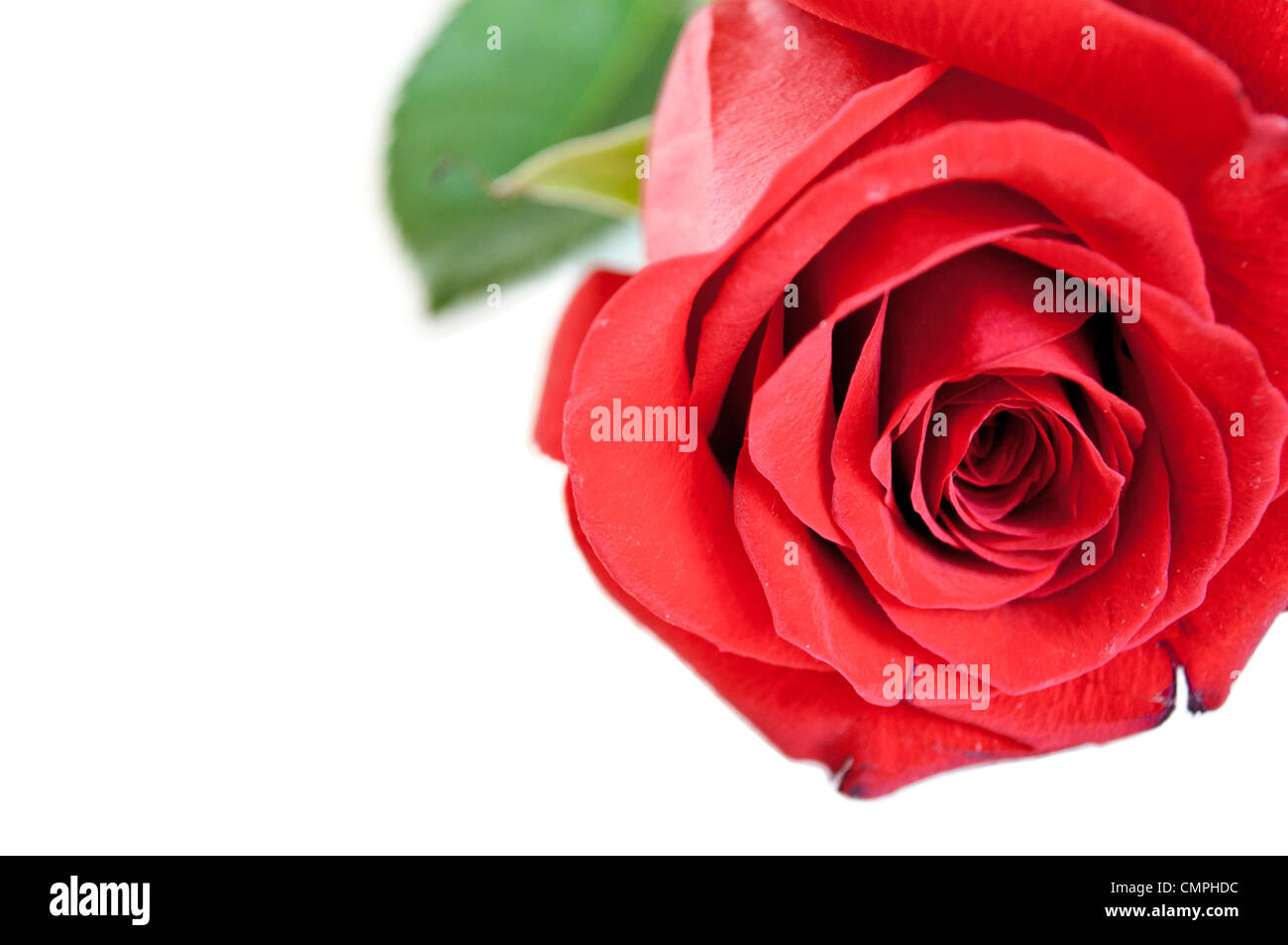 Red rose isolated on white background Stock Photo - Alamy