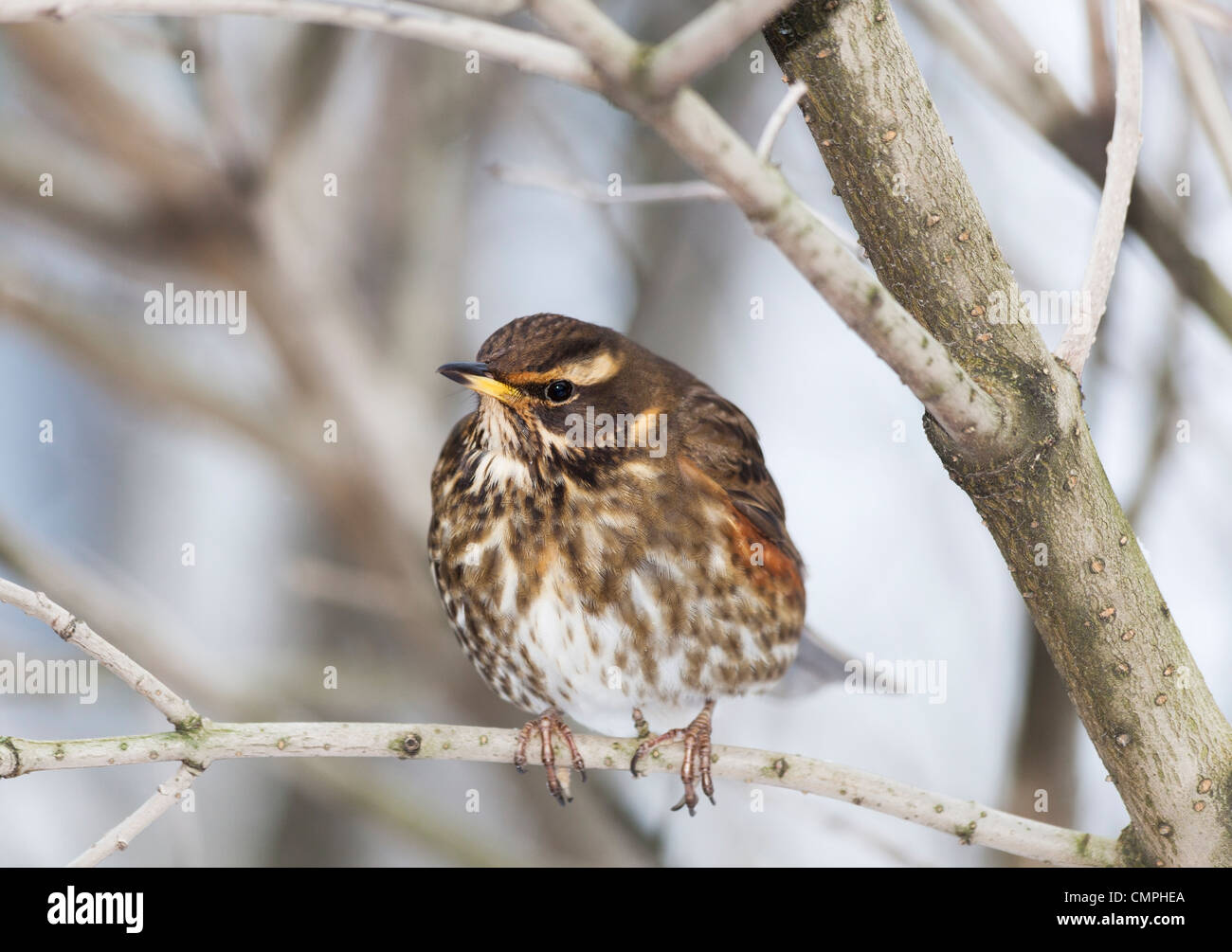 Arctic birdlife: A redwing (Turdus iliacus) puffed up against the cold ...