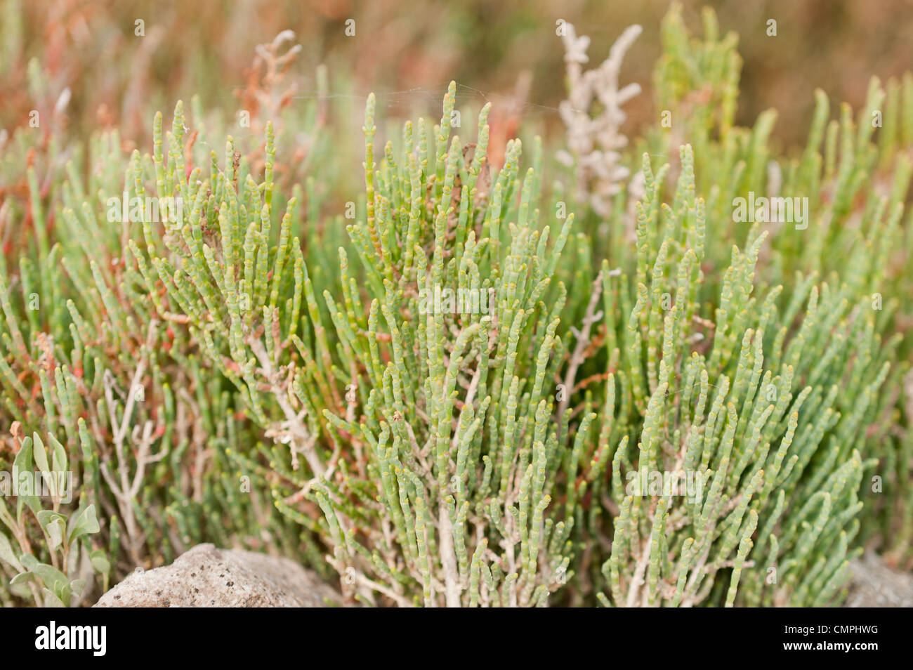Salicornia europaea (common glasswort) in the field Stock Photo - Alamy