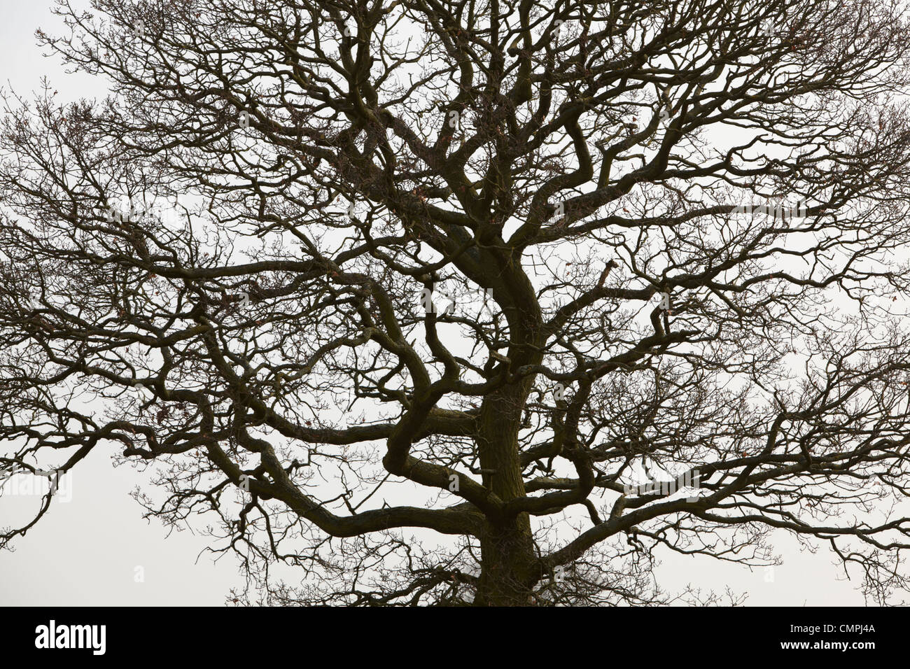 Branches tree winter without leaves hi-res stock photography and images ...