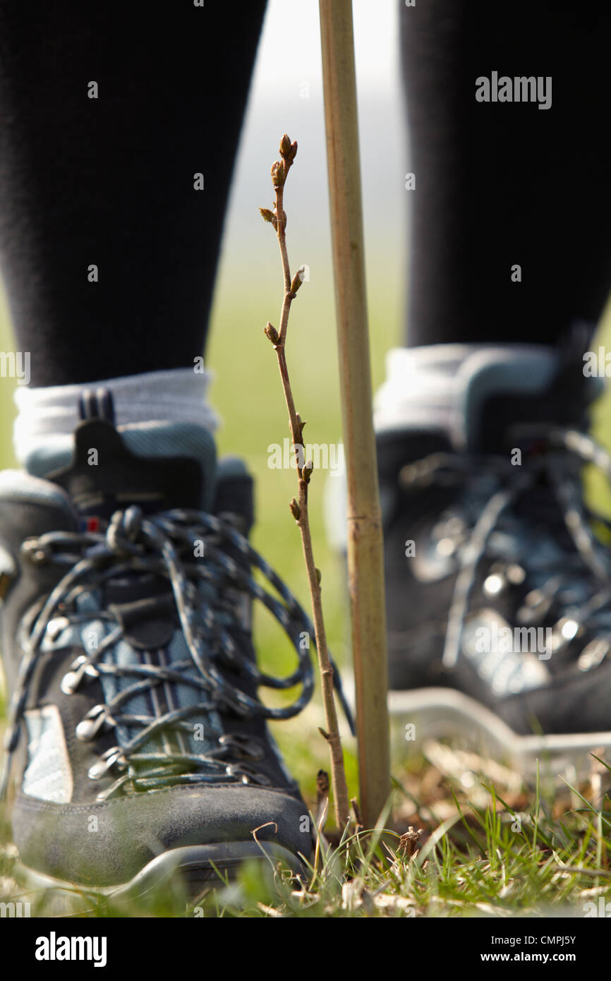 feet and sapling planting a tree Stock Photo - Alamy