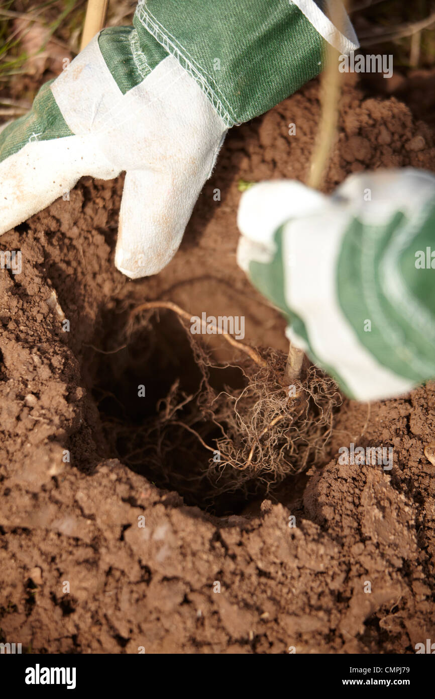 planting a tree in the ground Stock Photo - Alamy