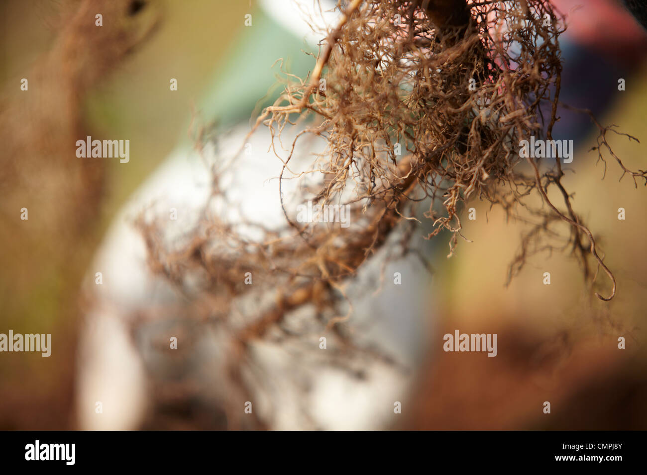 sapling roots close up Stock Photo - Alamy