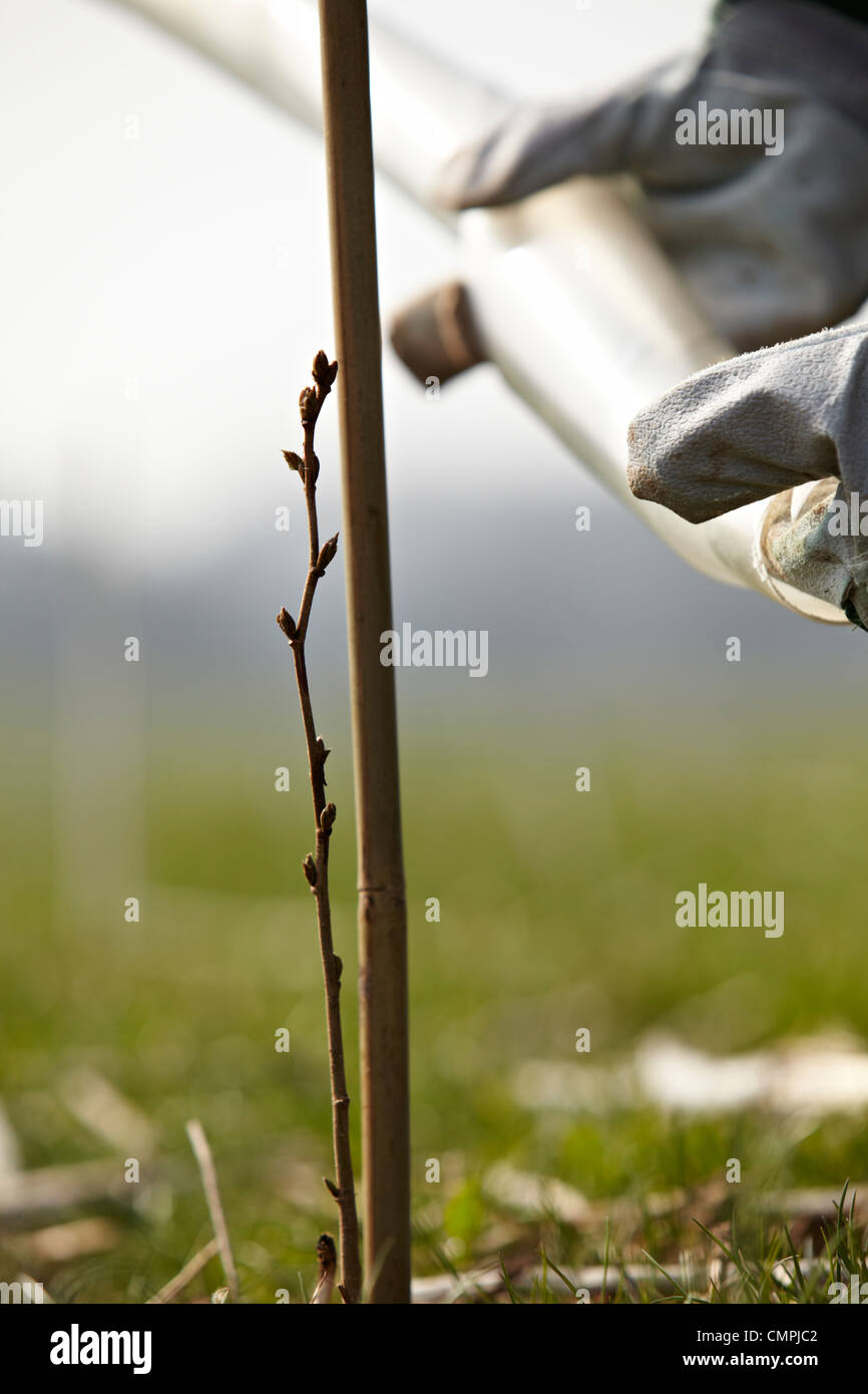 planting a tree Stock Photo - Alamy
