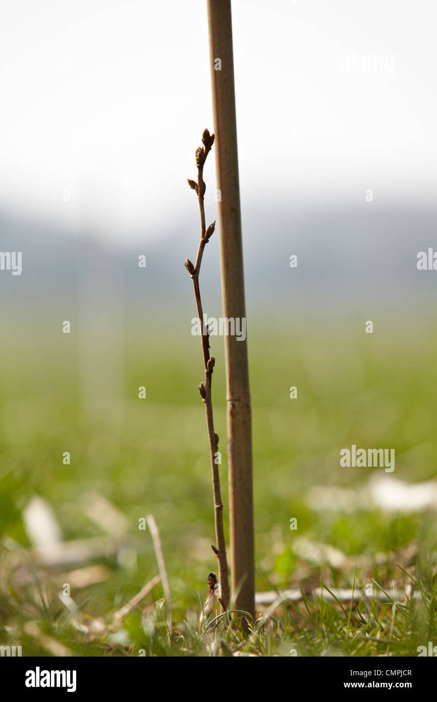 a small tree sapling Stock Photo - Alamy