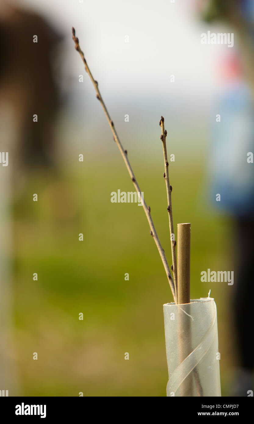 Tree sapling planting hi-res stock photography and images - Alamy