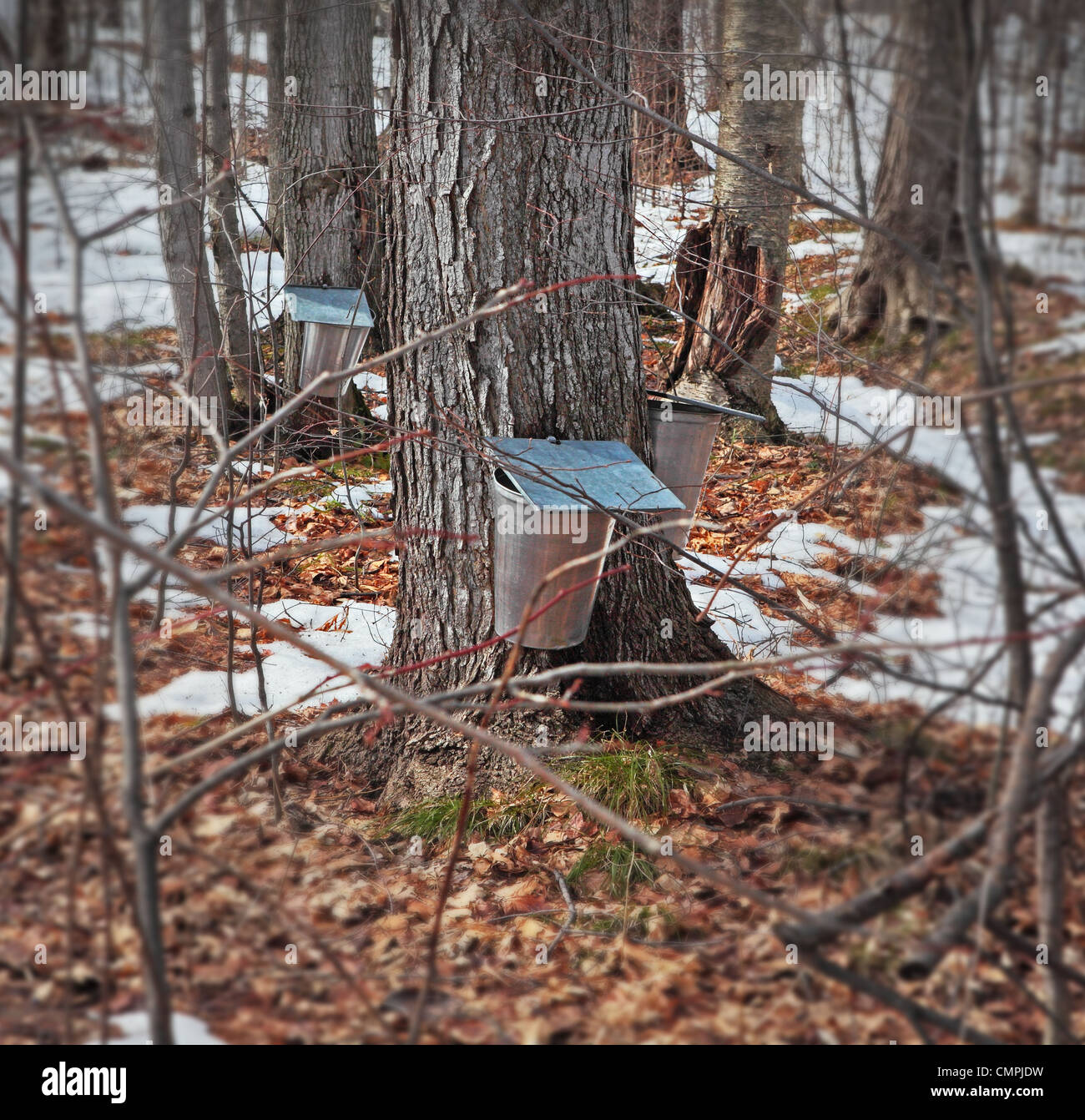 maple sugar trees with sap pails hung on the trunks in a private maple ...