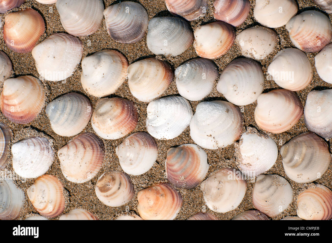 Colors of nature. Brown and orange sea shells background Stock Photo ...