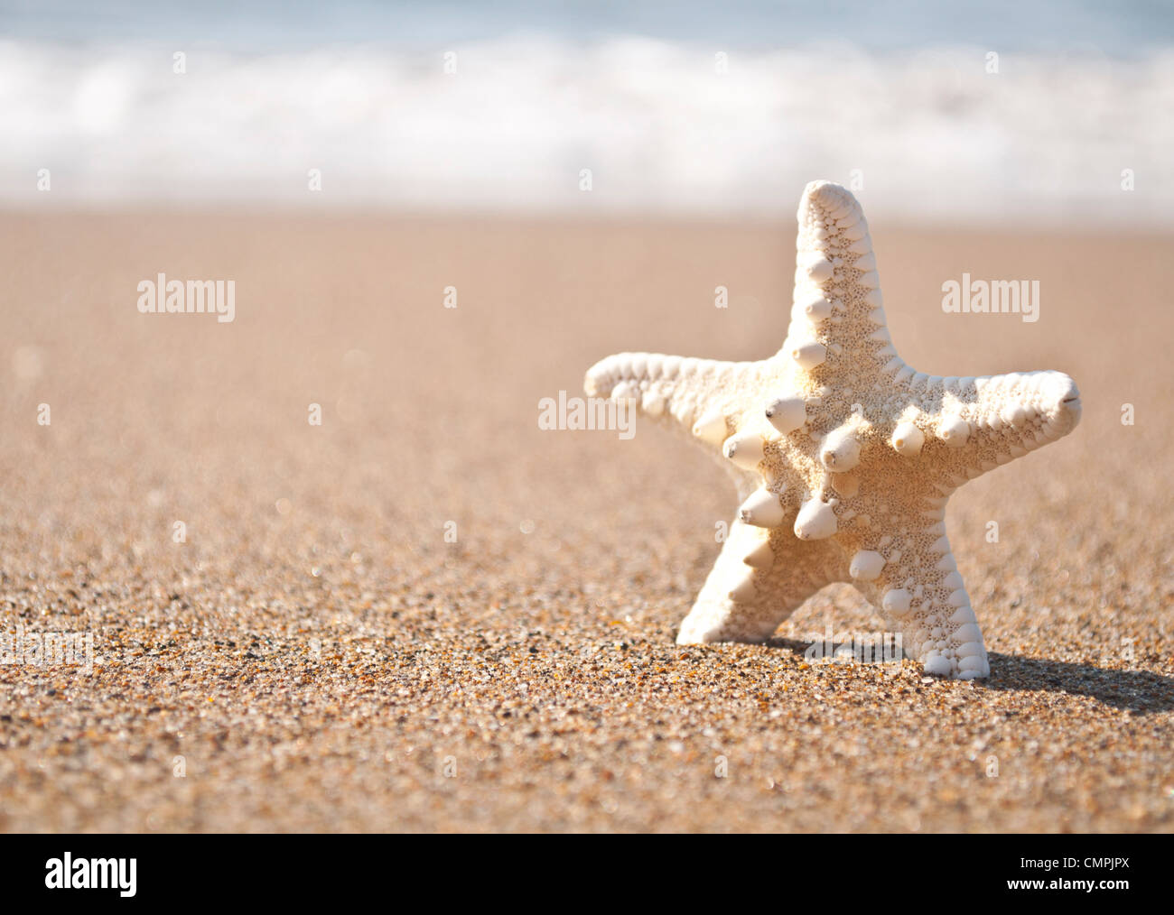 White starfish hi-res stock photography and images - Alamy