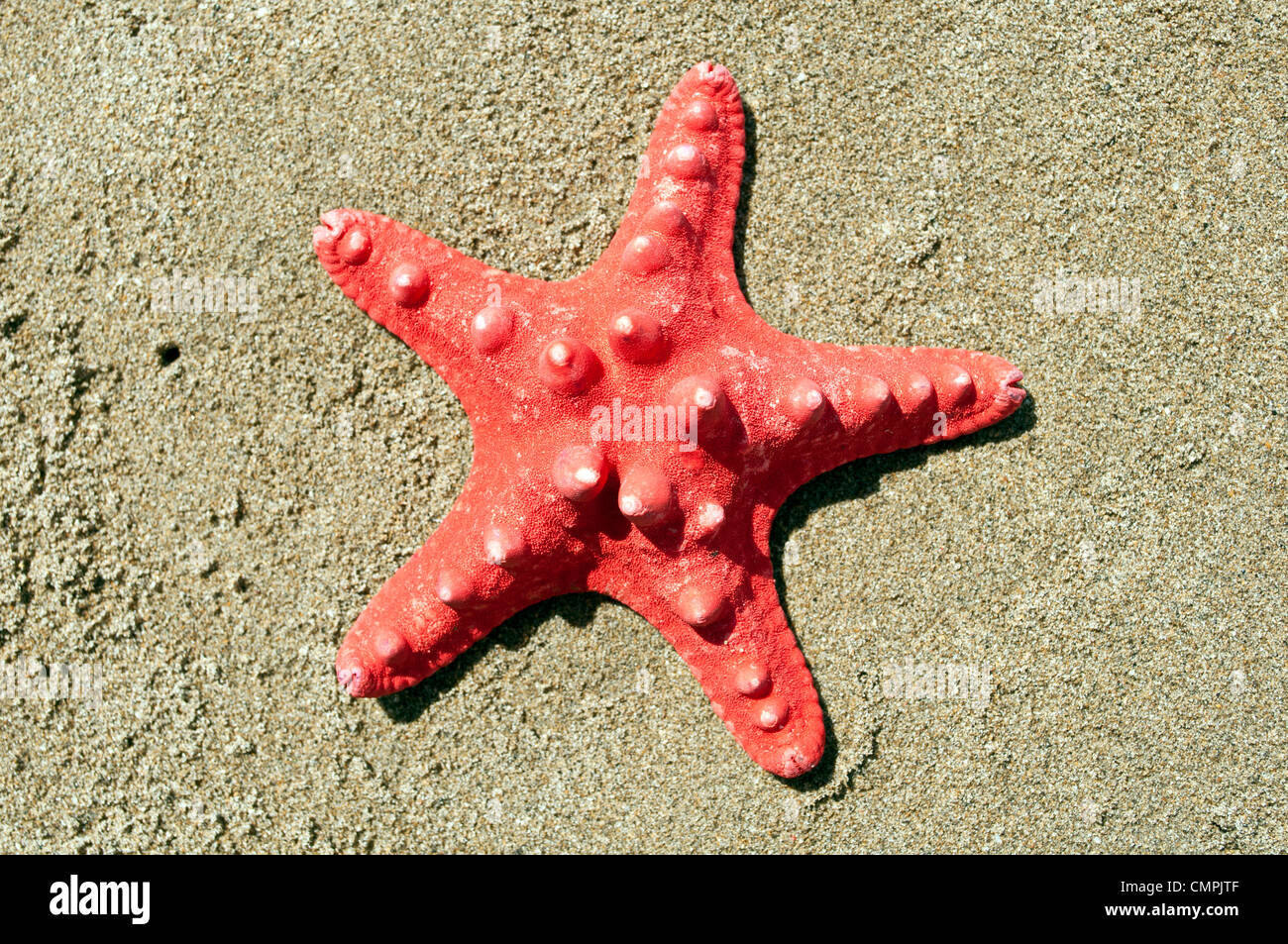 Star shell hi-res stock photography and images - Alamy