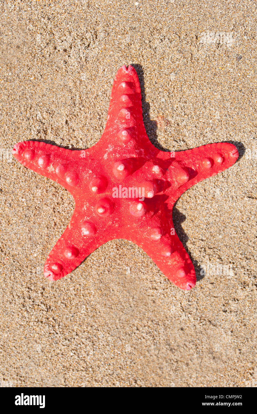 Red sea star on sand Stock Photo - Alamy