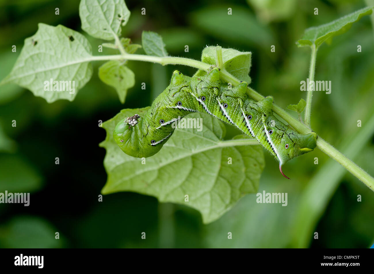 Tobacco Hornworm, Carolina Sphinx Moth, late instar, Manduca sexta ...