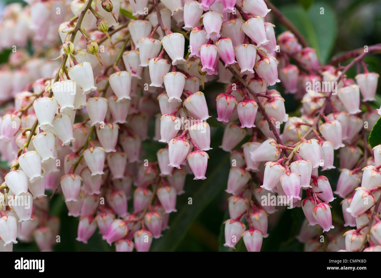 Pink Pieris flowers cascade downward Stock Photo - Alamy