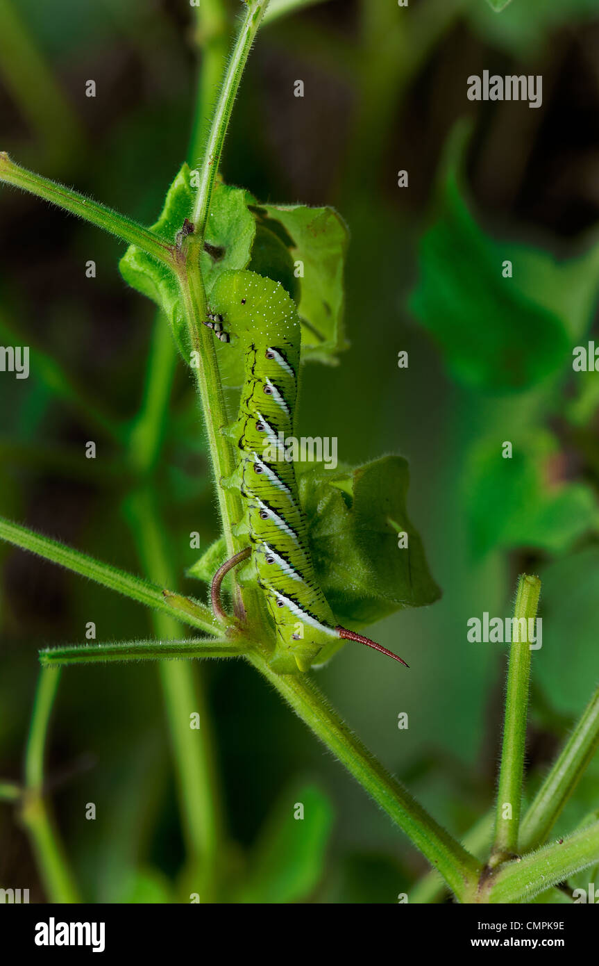 Middle instar hi-res stock photography and images - Alamy