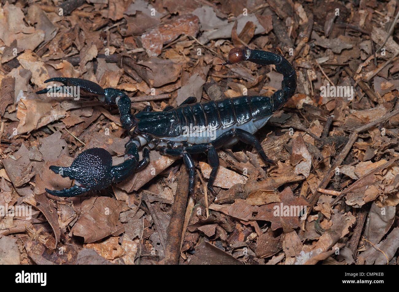 Emperor Scorpion, gravid female, Pandinus imperator Stock Photo - Alamy