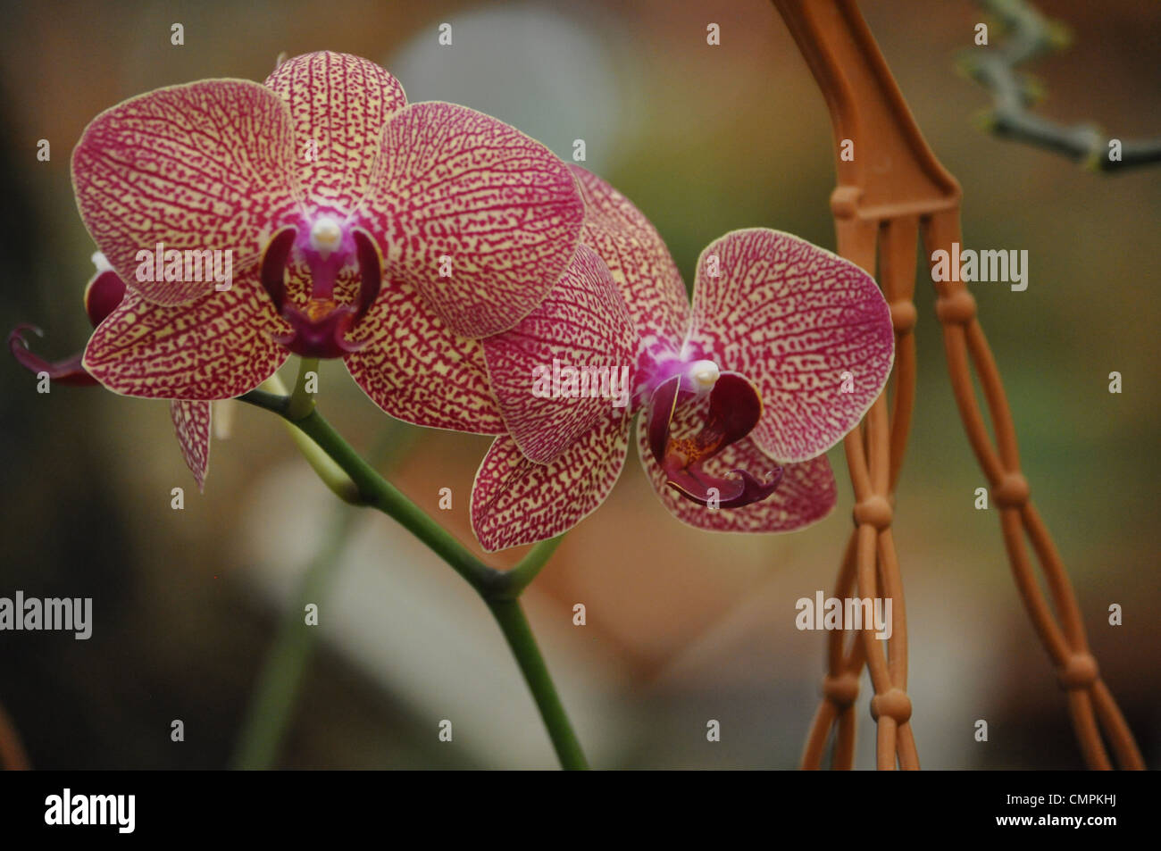 Beautiful Indian tropical orchids Stock Photo - Alamy