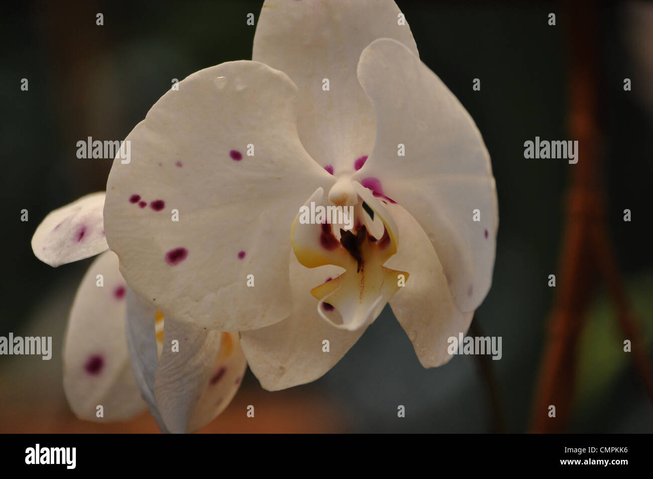Indian tropical orchids hi-res stock photography and images - Alamy