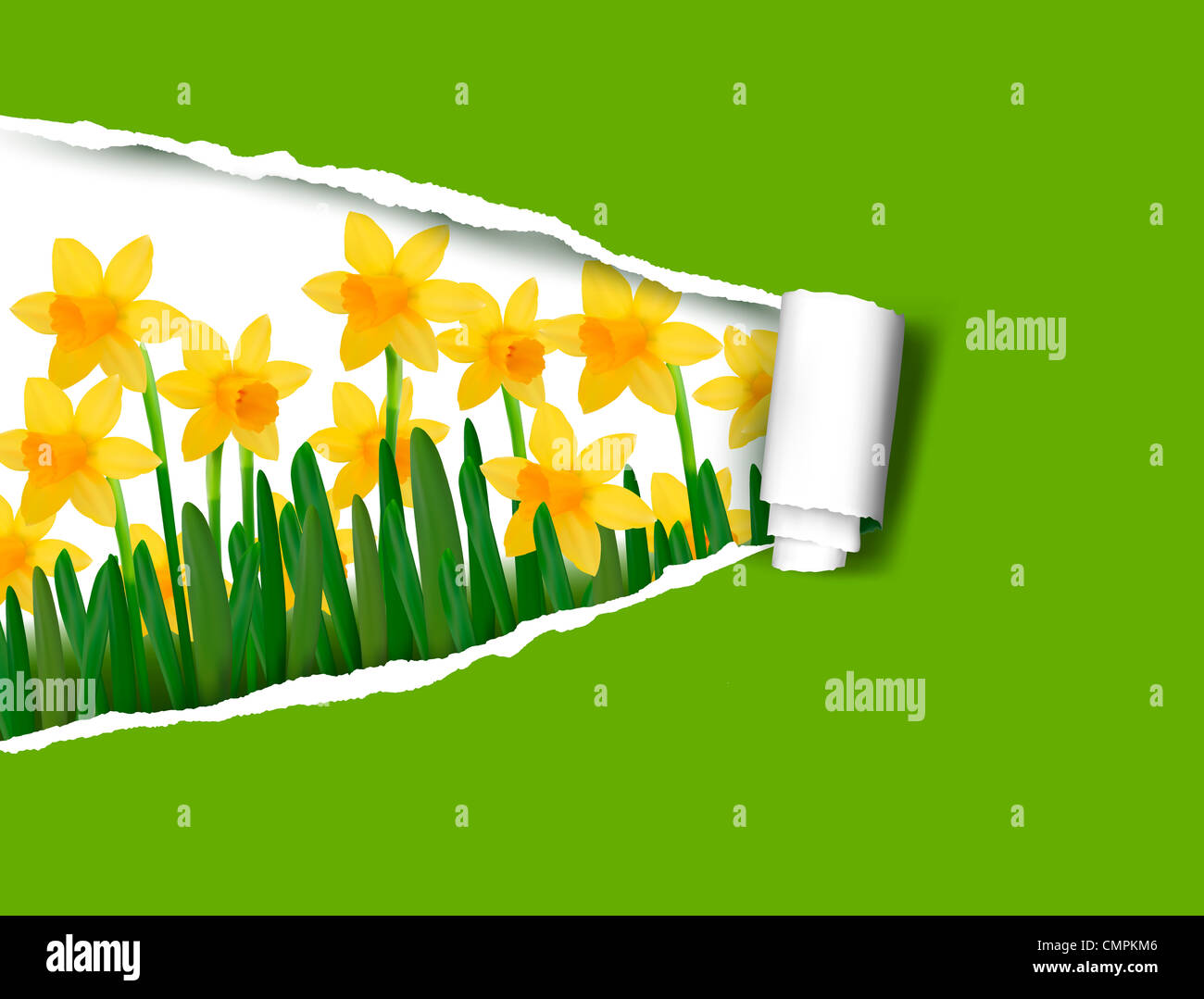Daffodils background with ripped paper Stock Photo - Alamy