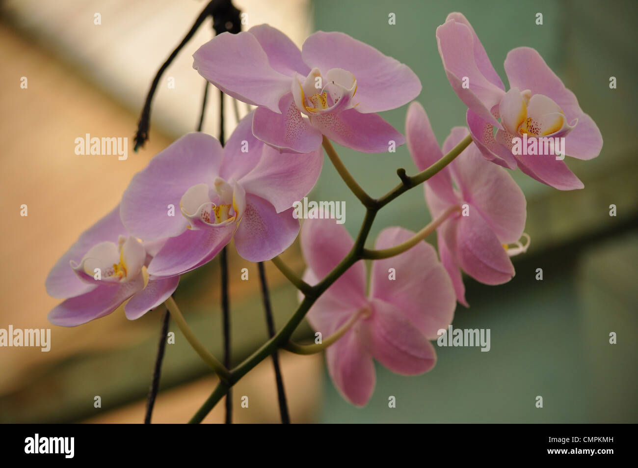 India orchids hi-res stock photography and images - Alamy
