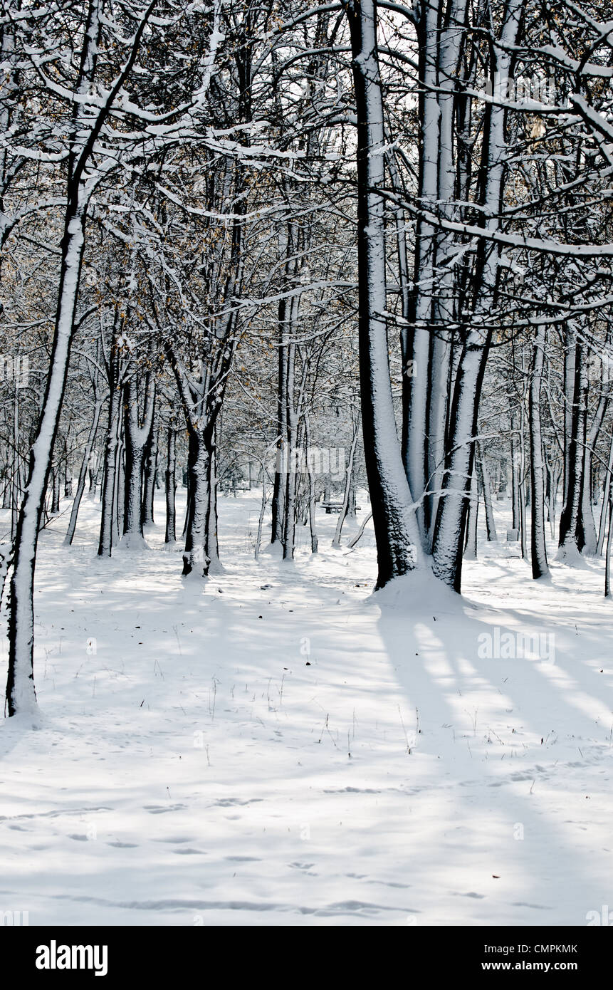 Winter time in forest Stock Photo - Alamy