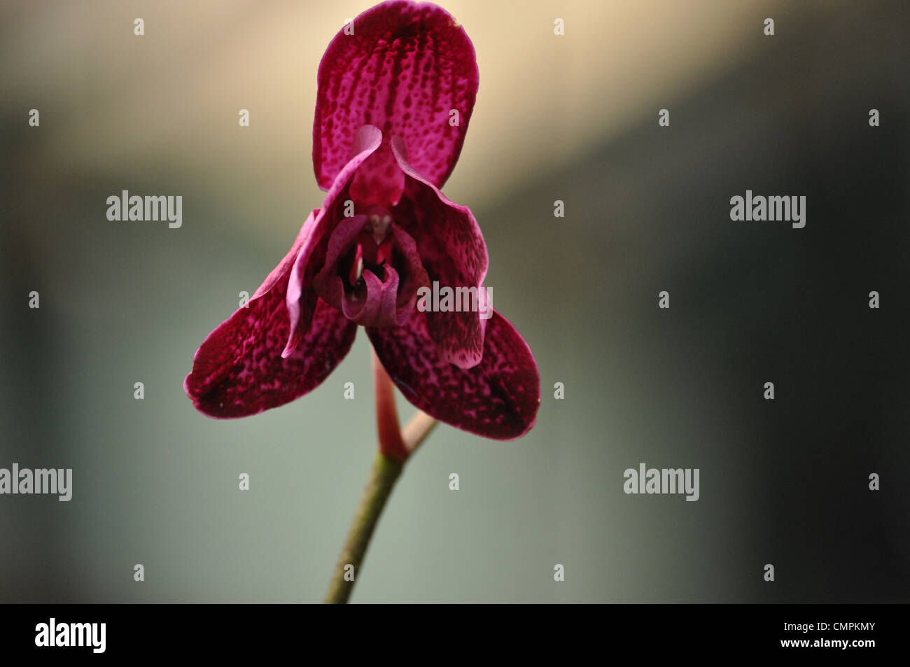 Blood red orchids Stock Photo - Alamy