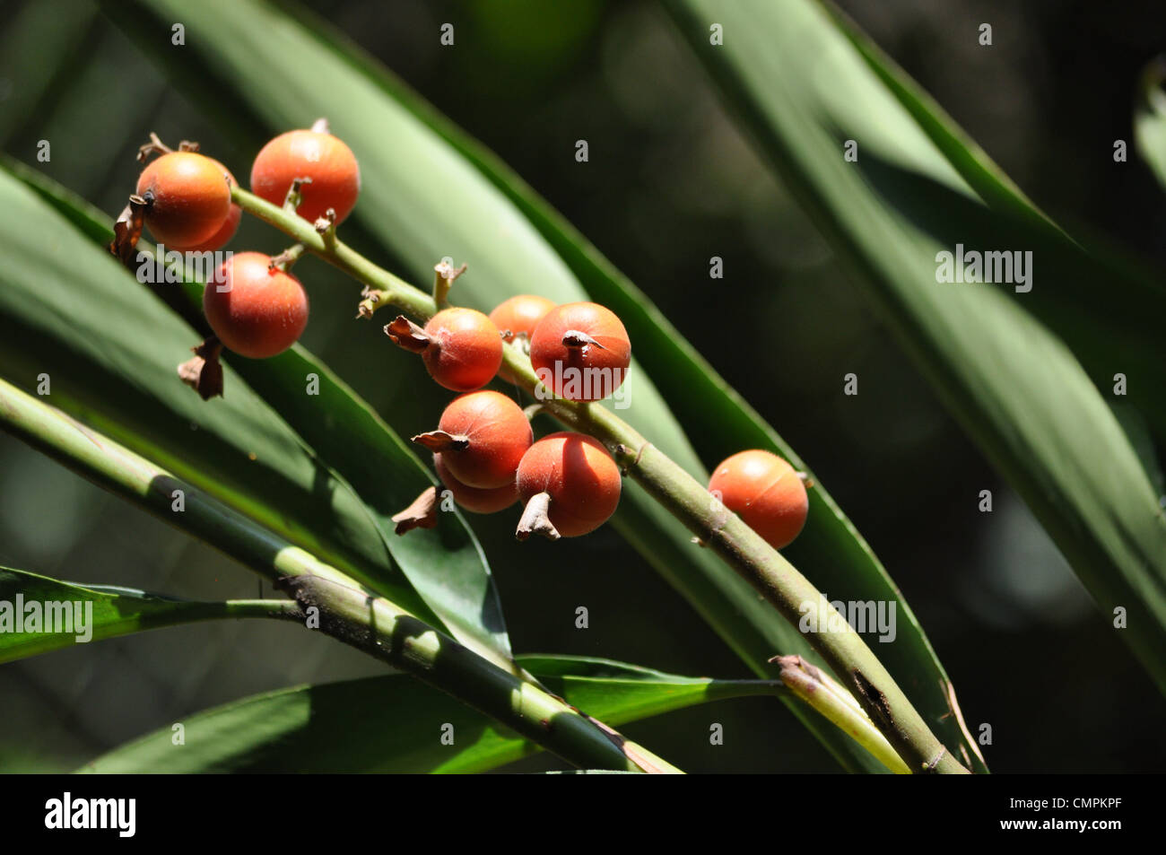 A plant that belongs to the ginger family Stock Photo - Alamy