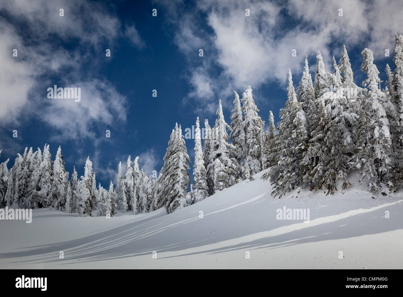Snow and trees on Mazama Ridge in Mount Rainier National Park in the ...
