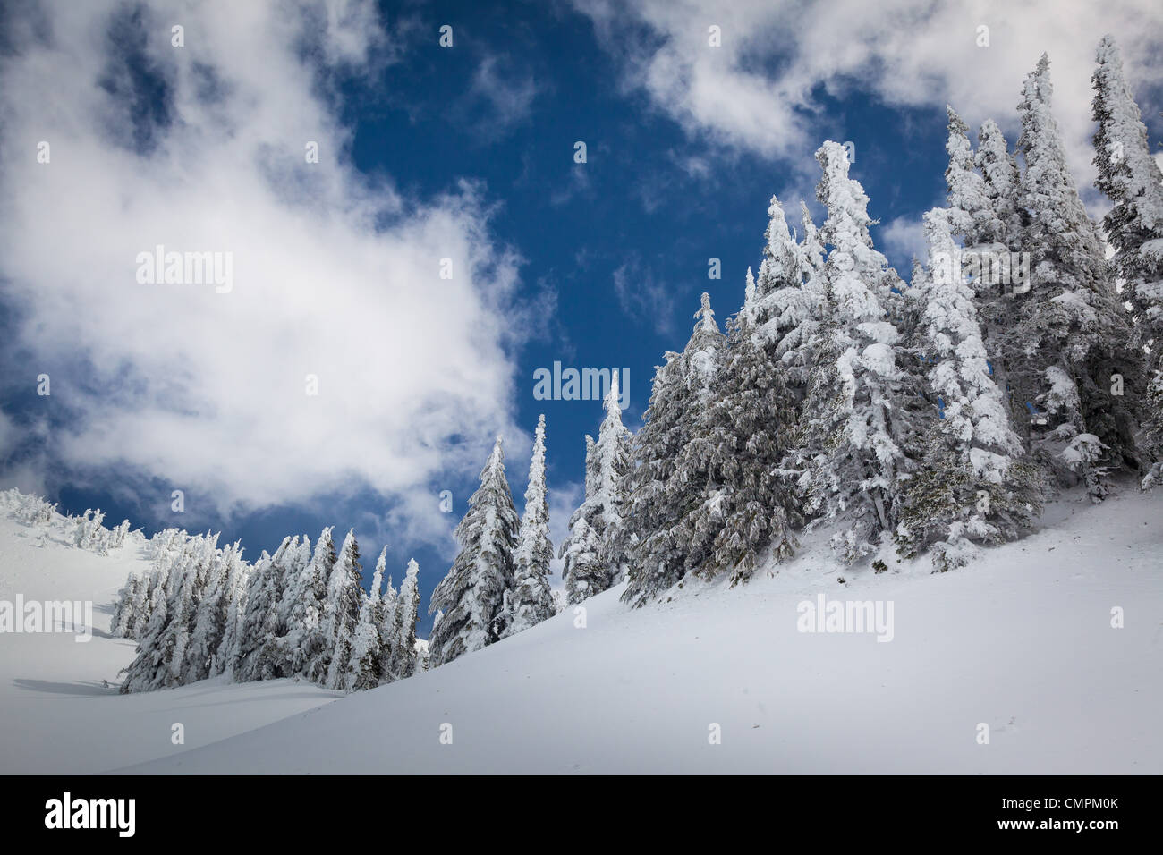 Snow and trees on Mazama Ridge in Mount Rainier National Park in the ...