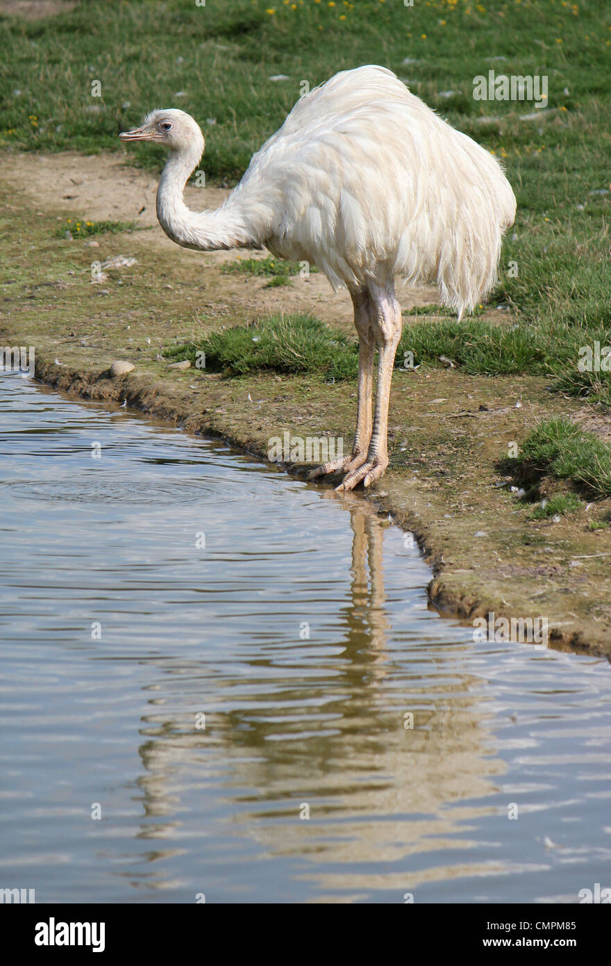 White emu standing next to a pond and ready to drink, its reflect in ...