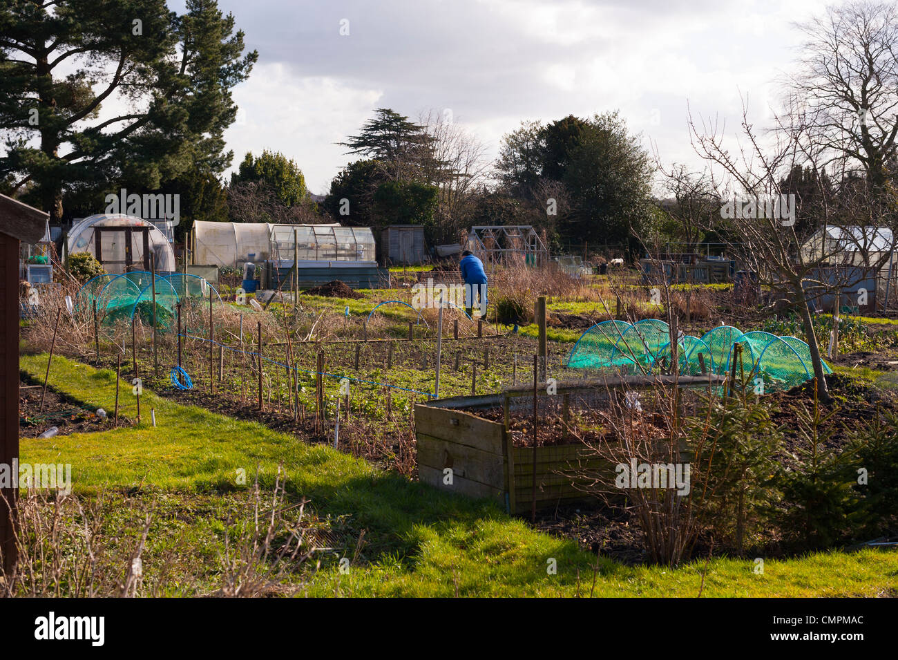 An allotment in Beccles , Suffolk , England , Britain , Uk Stock Photo ...
