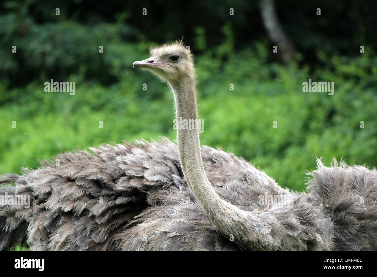 Neck and head of a grey ostrich surrounded by green vegetation Stock ...