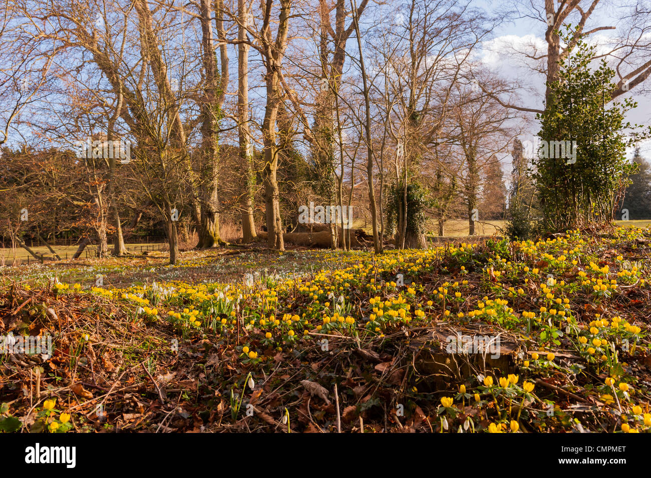 A mix of Snowdrops ( Galanthus ) and Winter Aconite ( Eranthis hyemalis ...