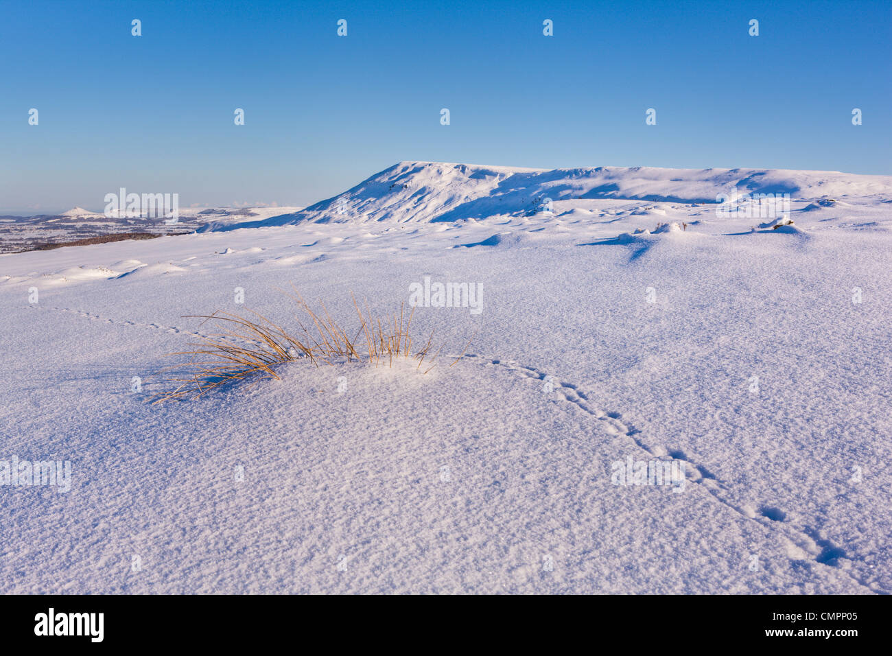 Grouse tracks across deep snow, Yorkshire, England, United Kingdom ...