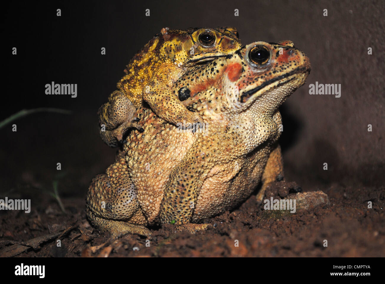 Amplexus, a behaviour by anurans where the male clings to the female to ...
