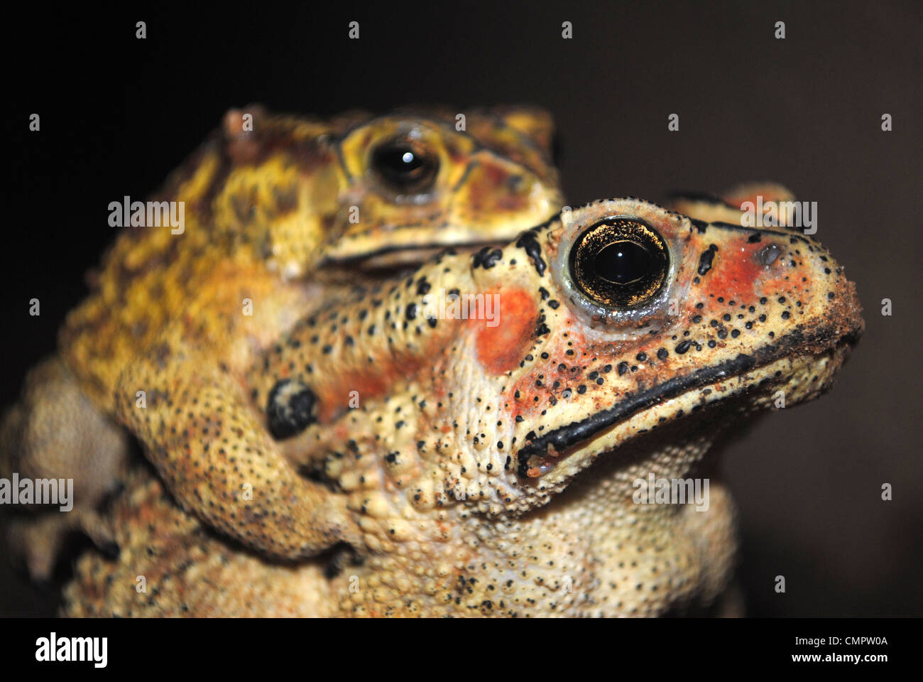 Amplexus, a behaviour by anurans where the male clings to the female to ...