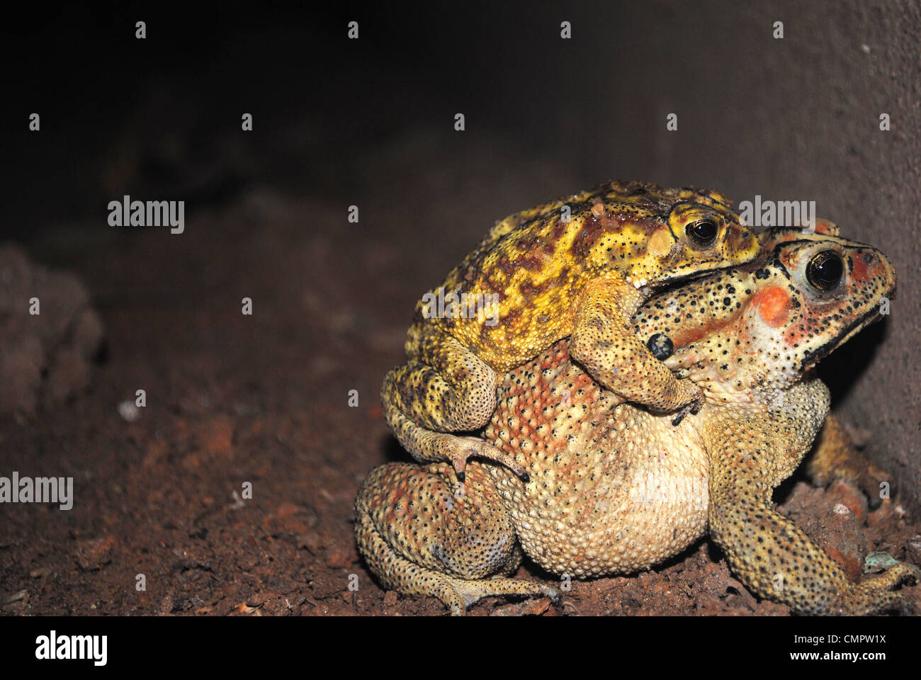 Amplexus, a behaviour by anurans where the male clings to the female to ...