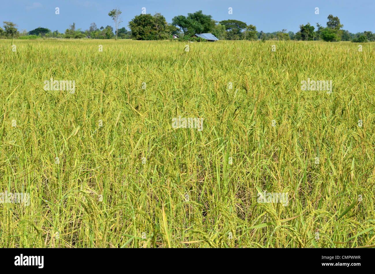 paddy rice in filed , Thailand Stock Photo - Alamy