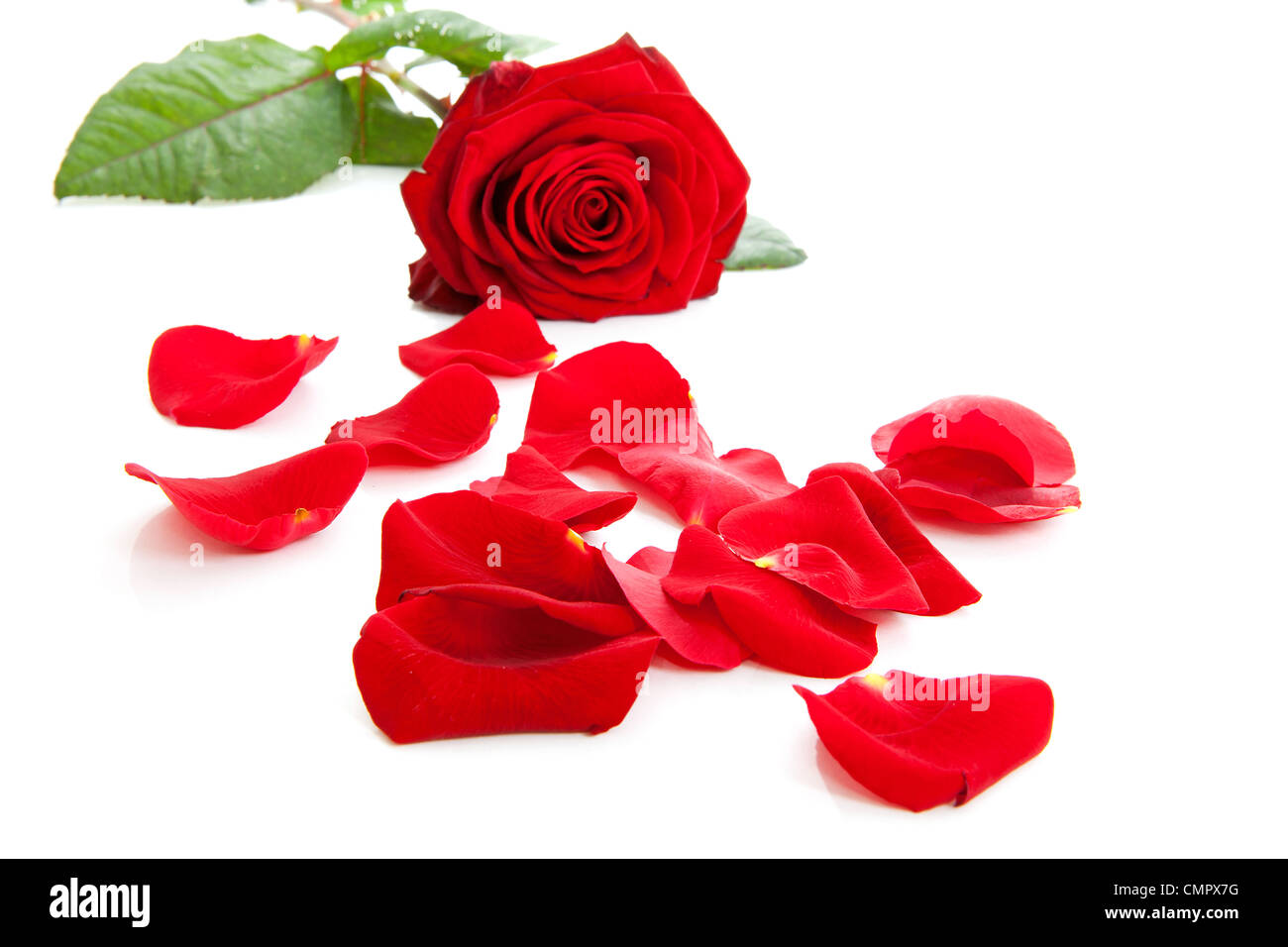 Red rose with fallen leaves over white background Stock Photo - Alamy