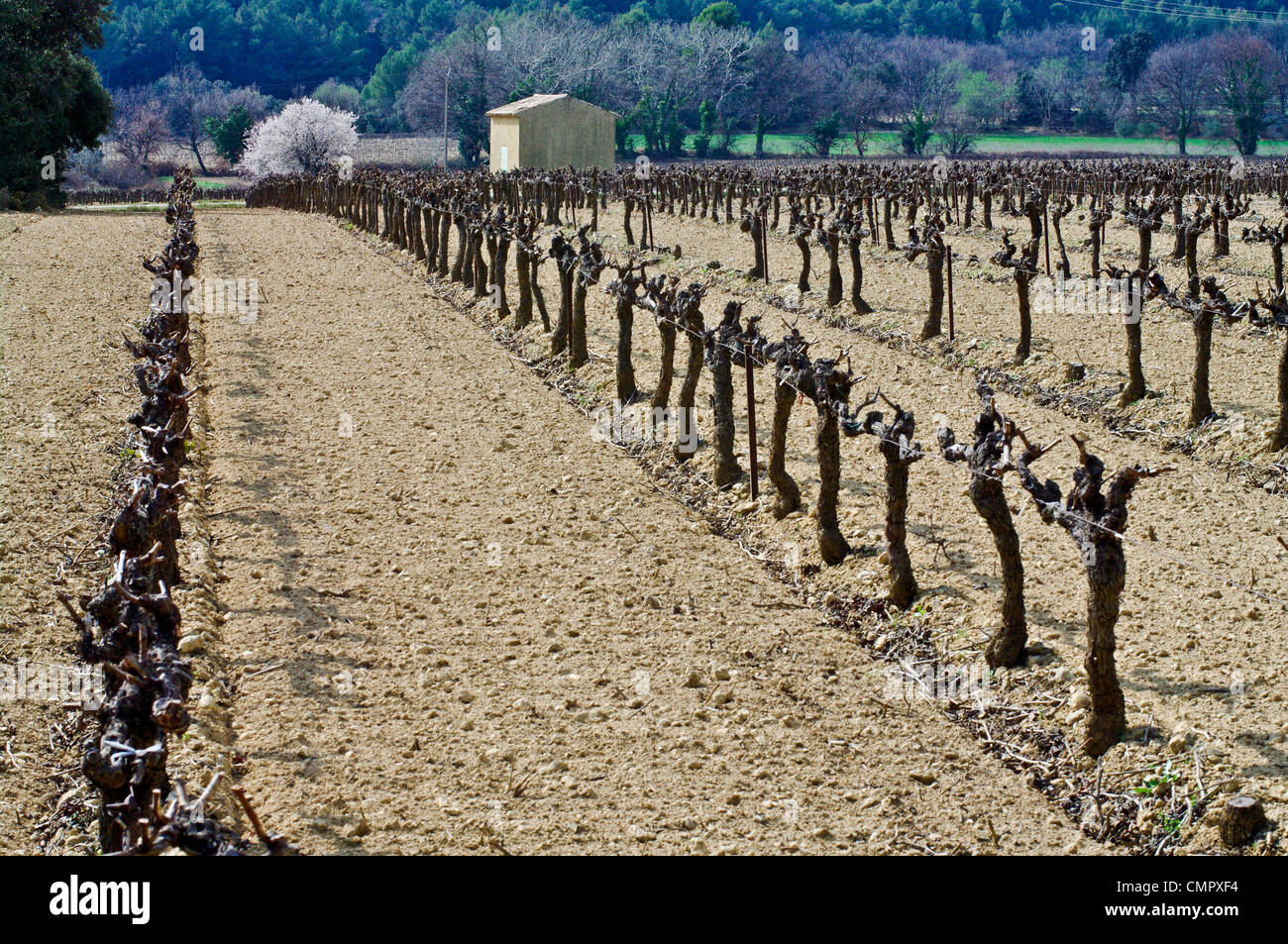 France,Provence,Bouches du Rhône : early Spring in vineyard Stock Photo ...