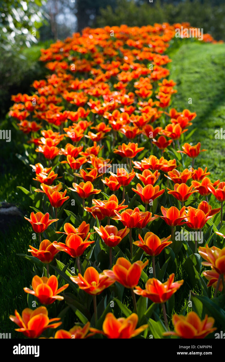 Flowers at the famous Dutch tourist attraction - Keukenhof, Netherlands ...