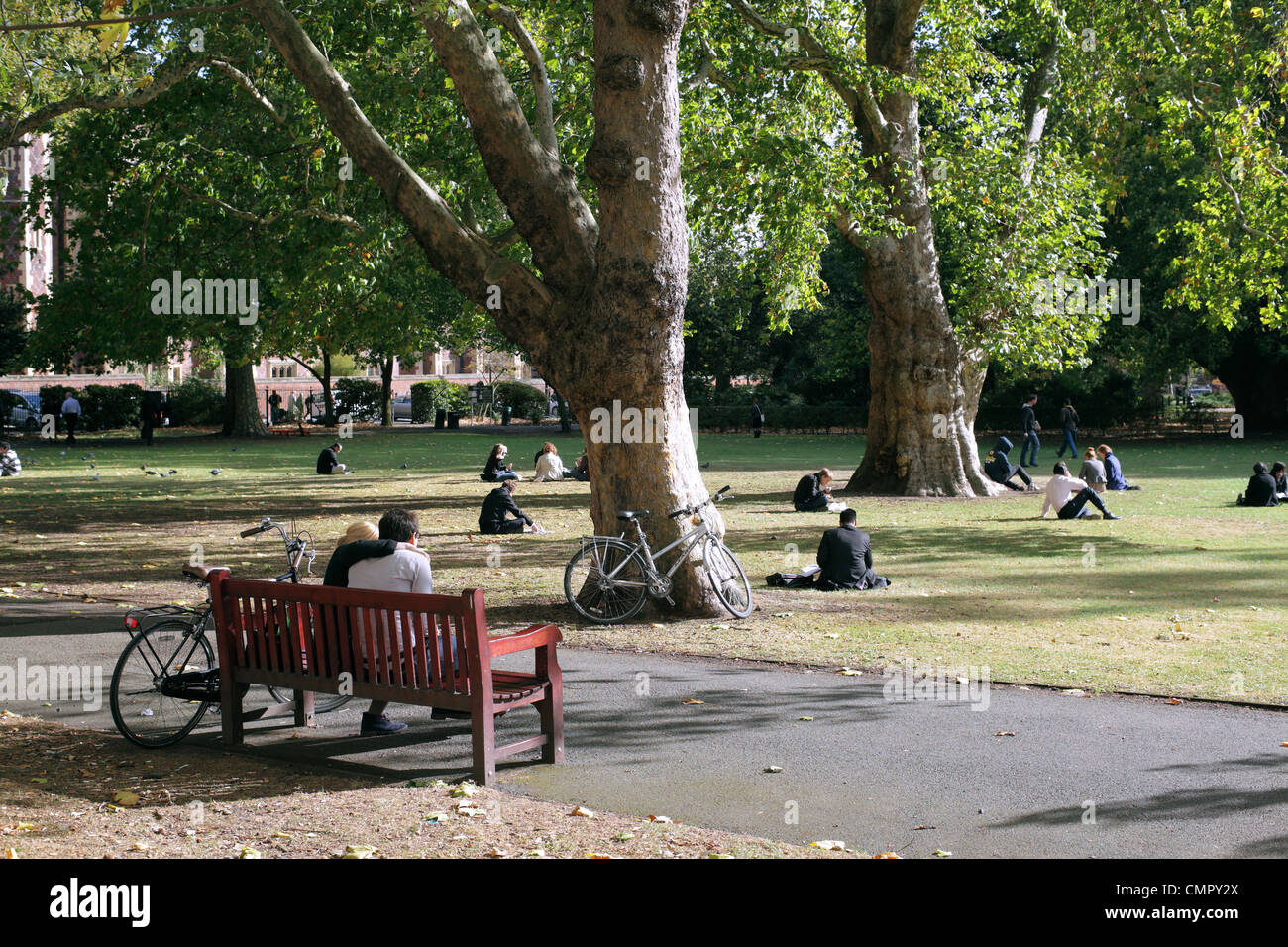 London Plane trees (Platanus x hispanica) in Lincoln's Inn Fields ...