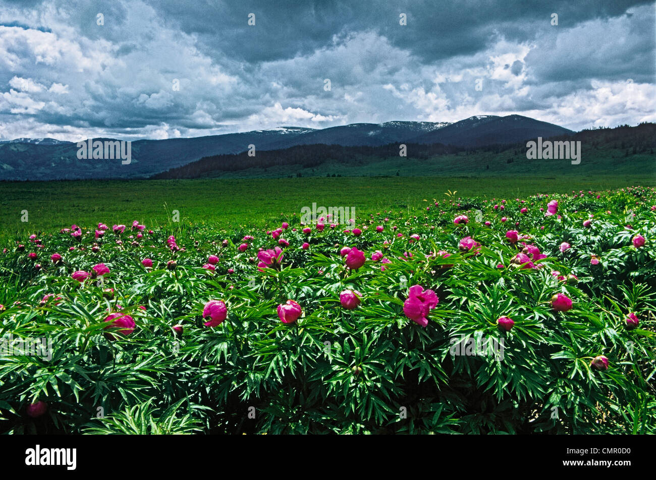Wild peonies in bloom. Markakol Nature Reserve. The Altai Mountains ...