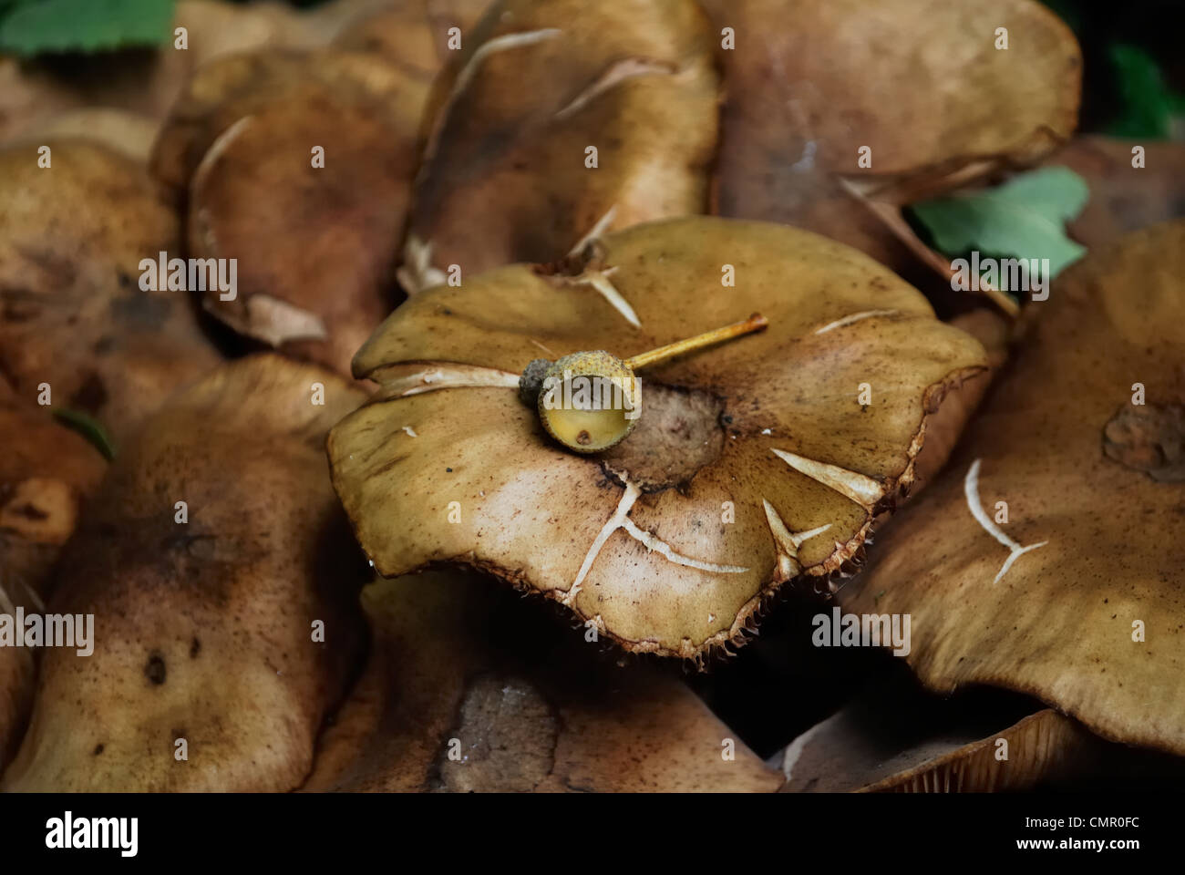 Acorn cup resting on a fungi Stock Photo - Alamy